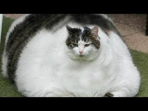 FUNNY FAT CATS!! 😹Try Not To Laugh CHALLENGE