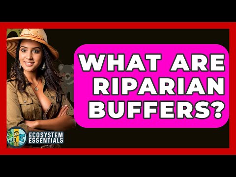What Are Riparian Buffers? - Ecosystem Essentials