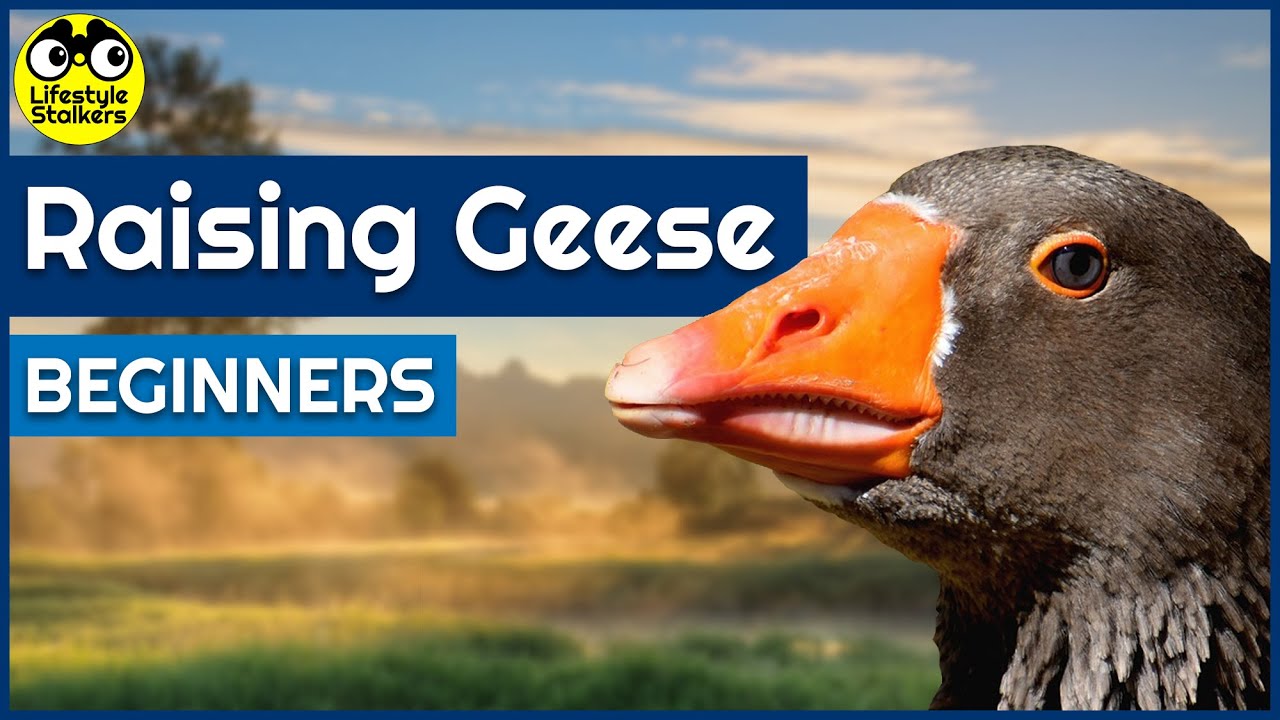 Raising Geese - Beginners Guide