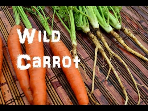 (The Northwest Forager) Ep. 13 Wild Carrot - Queen Anne's Lace