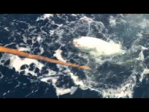 Technical Fishing System