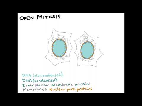 Reforming the nucleus: Nup153 coordinates protein targeting to the nuclear envelope
