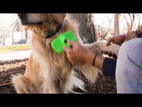 Mighty Paw Dog Grooming Brush: Professional Grooming At Home