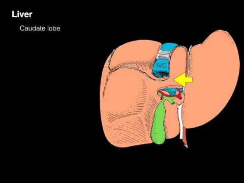 Accessory digestive organs