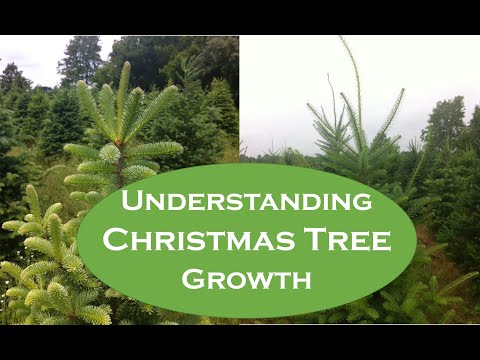 Everything You Need To Know About Christmas Tree Growth