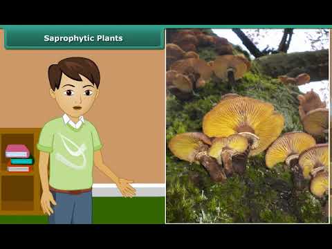 Saprophytic Plants - Nutrition in Plants, CBSE Class 7 Science Video ...