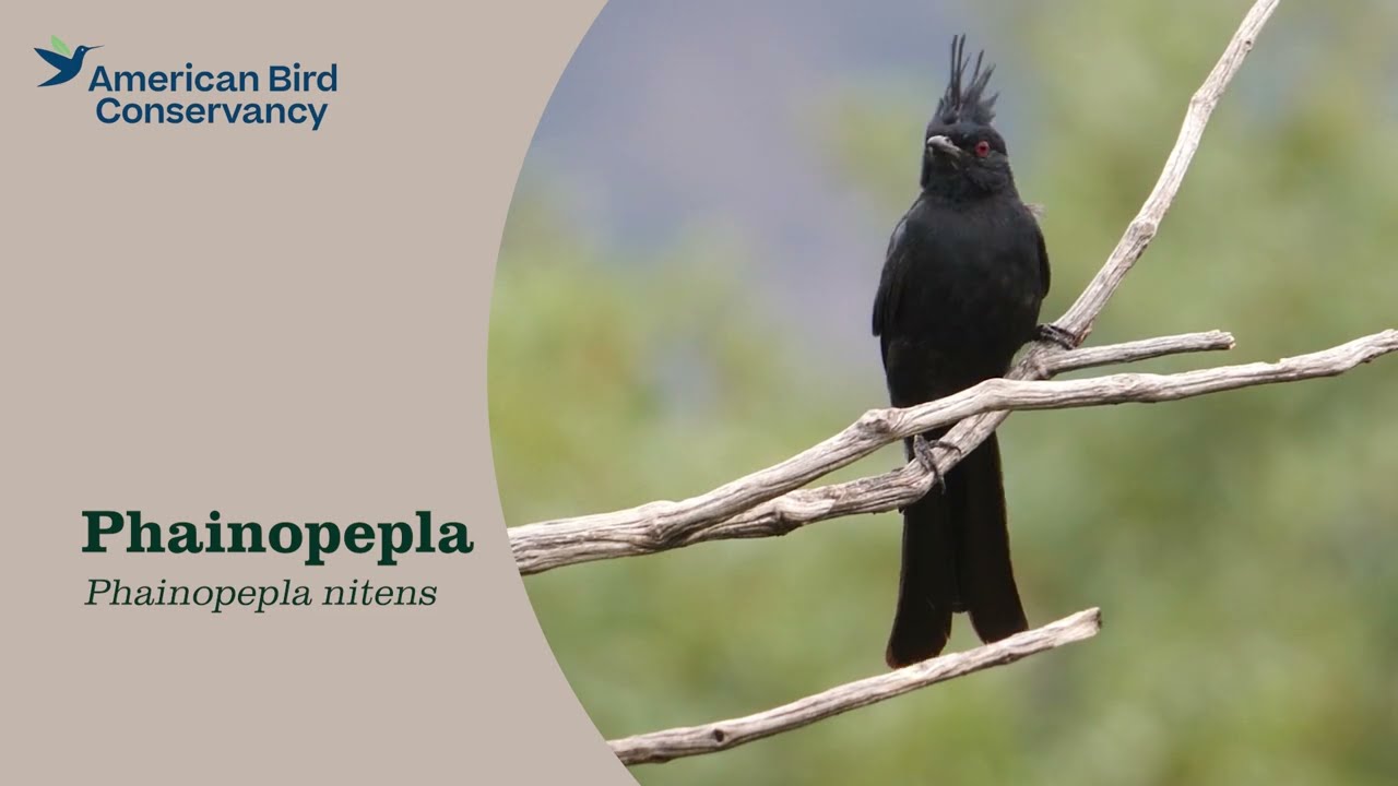 Phainopepla: Shining Robe
