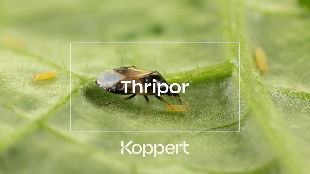 Thripor-I
