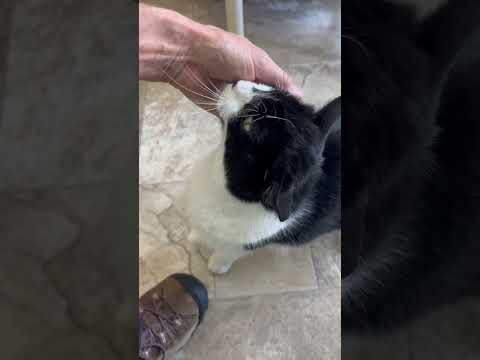 Video of adoptable pet named Opie (FCID# 05/12/2025 - 55 Trainer)