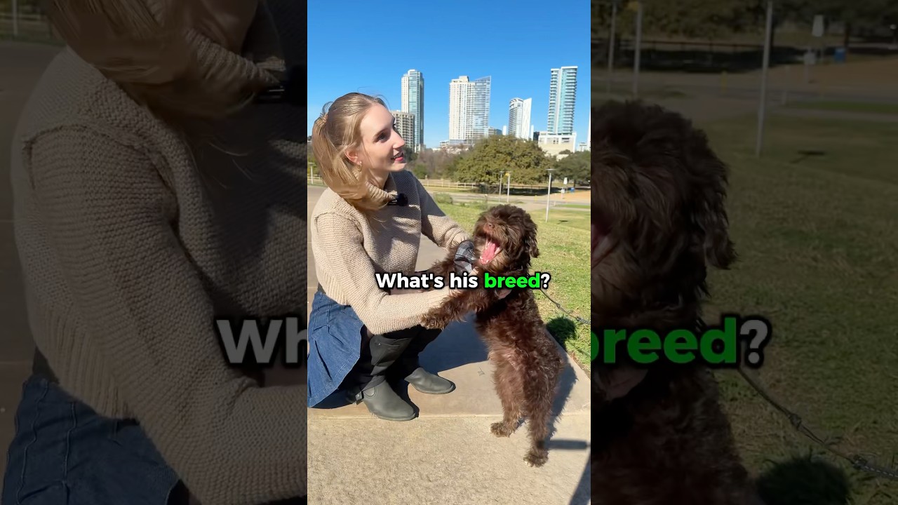 Avoid this mistake in English 🐶✅ #ariannitalagringa #learnenglish #gringa #englishlanguage #comedy