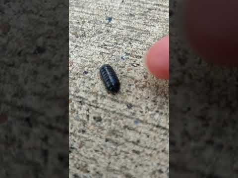 Roly-Poly Rolls up into a ball