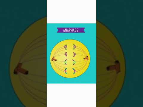 CELL DIVISION ANAPHASE #shorts