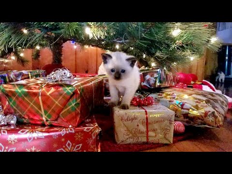 Siamese Christmas Kittens, Get Into Mischief! Try Not To Say, Aww!