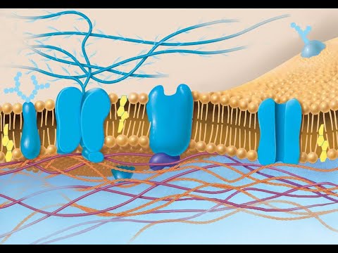 Lecture: Plasma Membrane