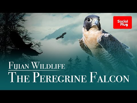 Fijian Wildlife - The Peregrine Falcon