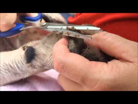 Removing Hyperkeratosis (Hairy Paw)