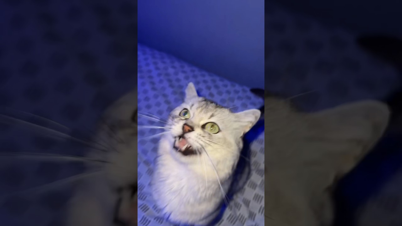 Deksy Barking With IShowSpeed..