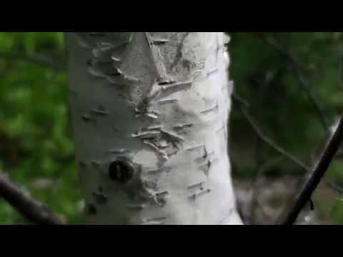 Poplar or Birch?