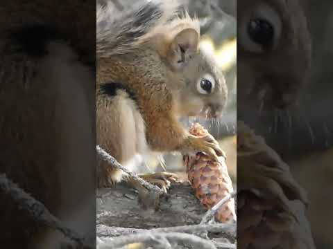 Interesting Thing About Squirrels