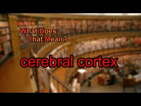 What does cerebral cortex mean?