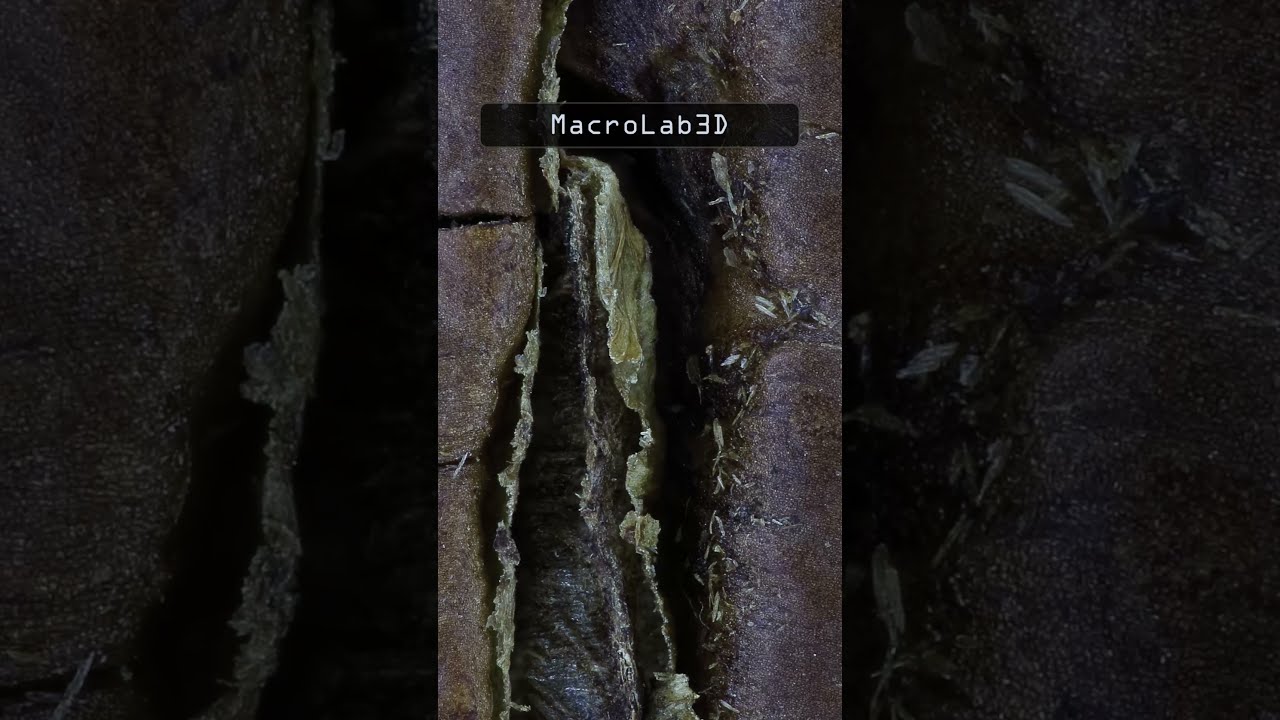 Coffee bean: #Shorts