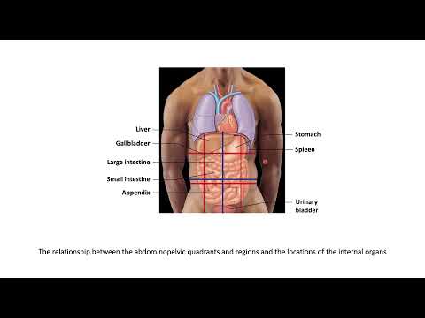 Regions, quadrants & organs of the abdomen and pelvis