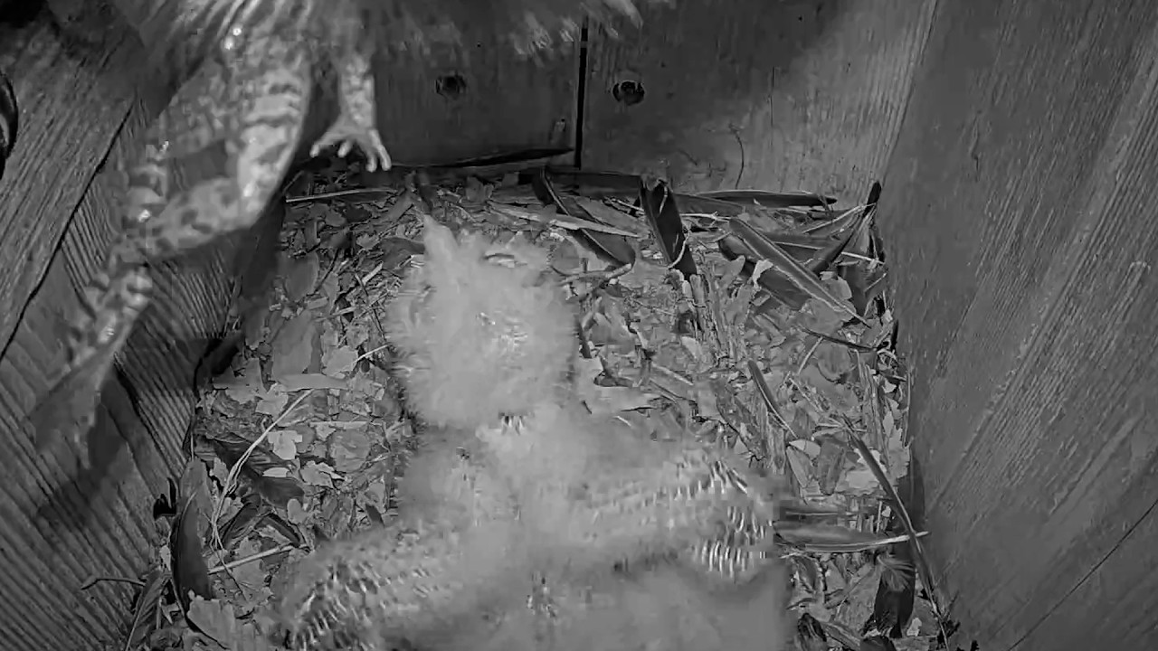 Barred Owl Brings A Frog Back To The Nest Box For Her Owlets | April 21, 2026