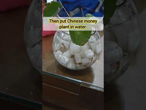 Chinese money Plant / UFO plant propagation in water