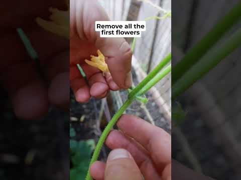 Grow WAY More Cucumbers with these Tips! 🥒#howtogrowcucumbers #cucumbertips #growingcucumbers