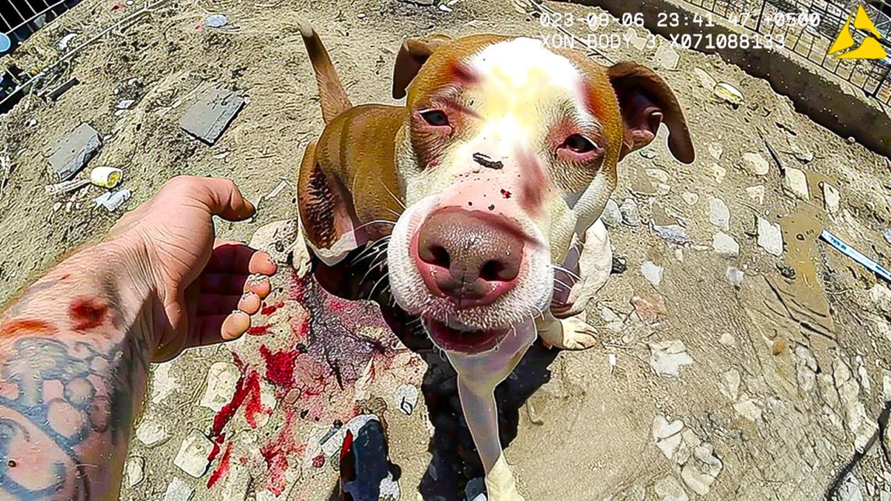 When Cops Rescue Dogs From EVIL People