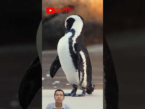 Meaning of penguin in English | 2024-07-05 #shorts