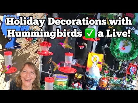 Hummingbird Feeder Holiday Setup Window, as Tons of Hummingbirds are Feeding on DIY Homemade Nectar