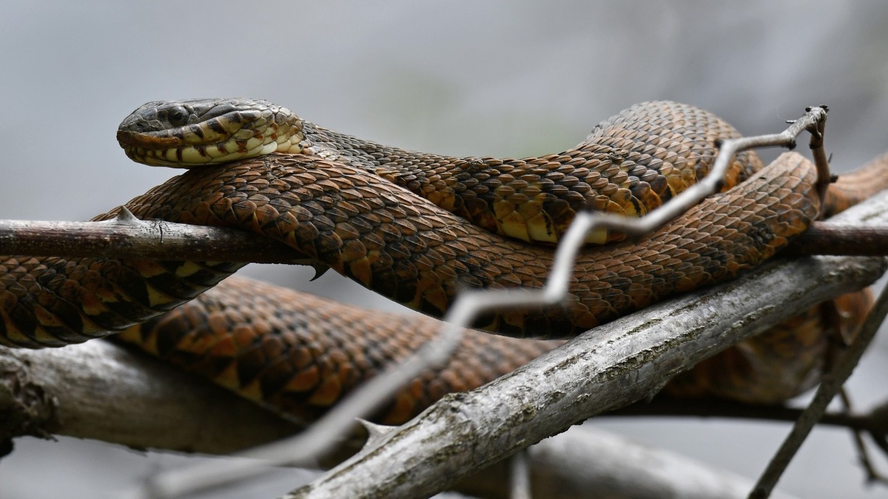 Get To Know The Northern Water Snake