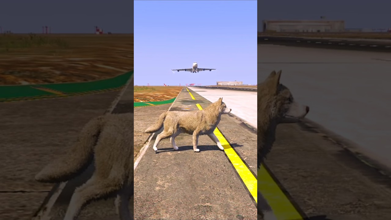 A Dog Spontaneously Arrived When an Airplane Was Landing | Grand Theft Auto V ||