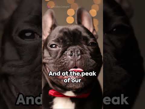The jaw-dropping prices of the 5 most expensive French Bulldogs