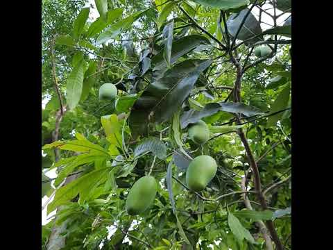Mango : Botanical Name - Mangifera indica 🥭
