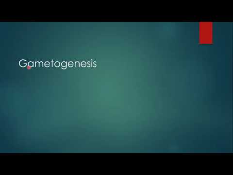 Gametogenesis | oogenesis & spermatogenesis | embryology