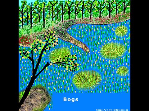 Bogs Vs Marshes Vs Swamps - their differences - Kidz Learn Applications™