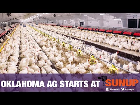 Vet Scripts - Chicken diseases (9/8/18)