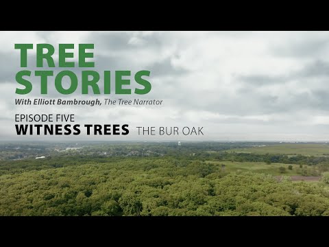 TREE STORIES - Episode Five: Witness Trees