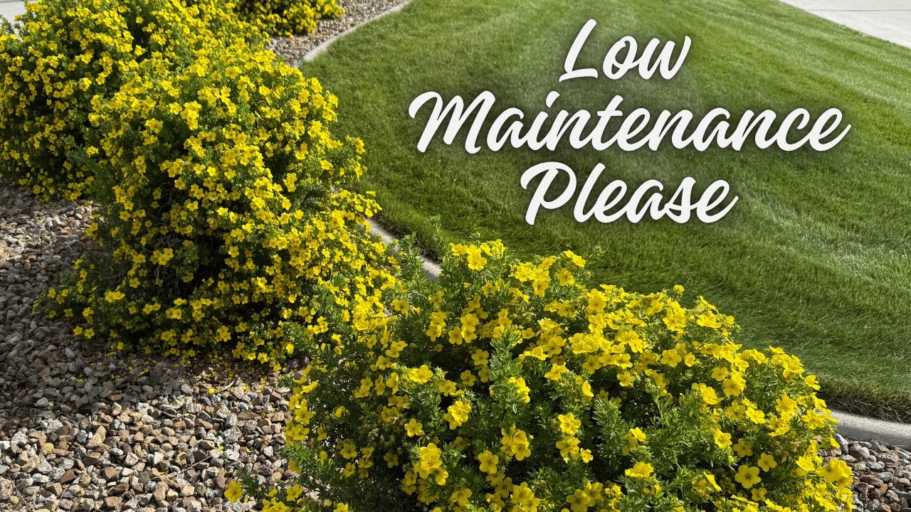 Great Shrubs For Low Maintenance