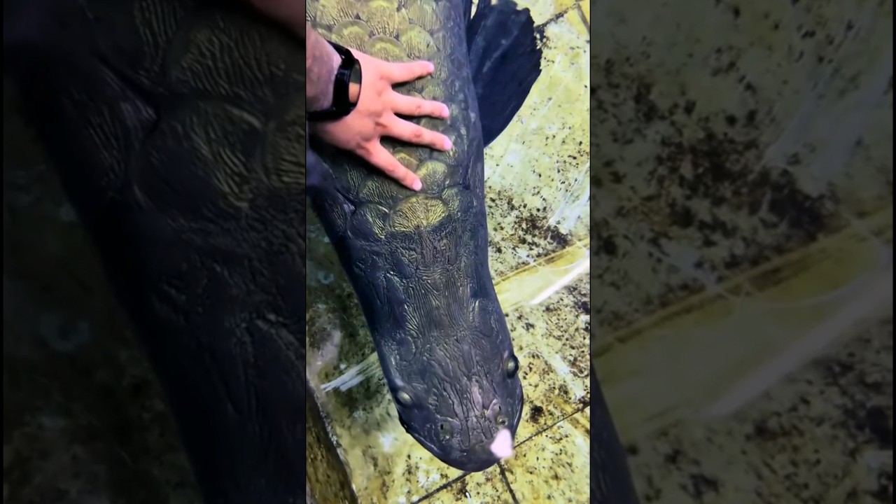 Arapaima Gigas: World's Largest Freshwater Fish 🤯❤️