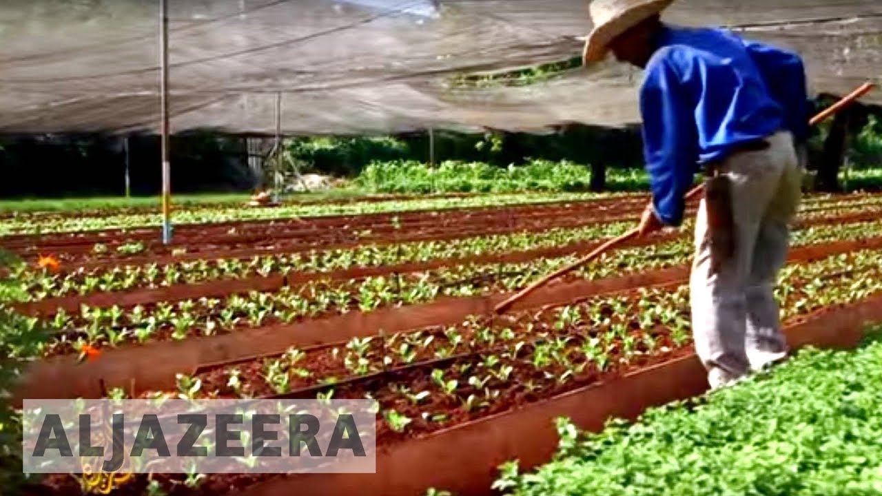 Cuba documentary: The Organic Isle l Organic Farming Cuba ...