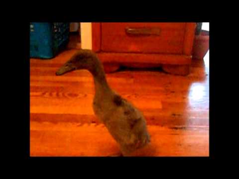 3 week old blue Indian Runner duck