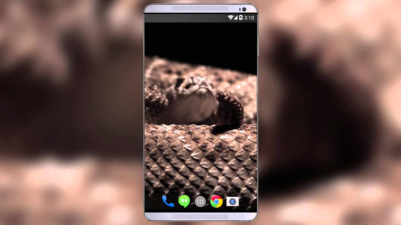 Rattlesnake Live Wallpaper