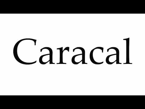 How to Pronounce Caracal