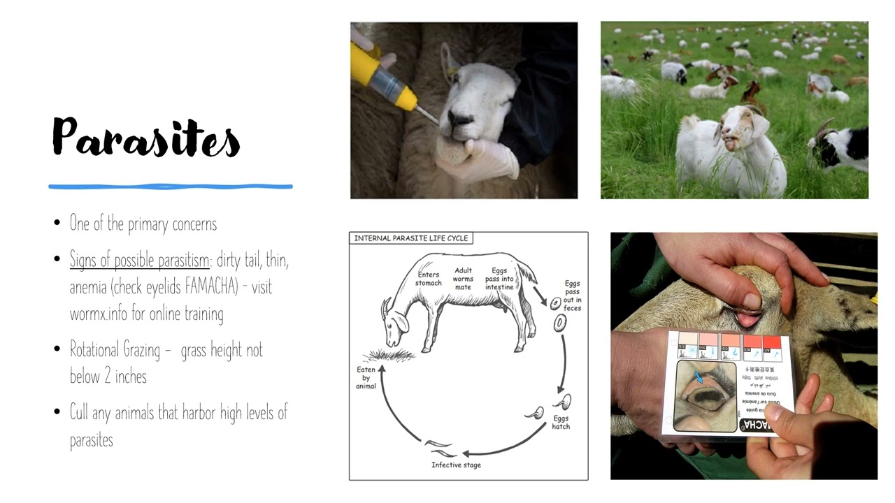 Sheep and Goat Production