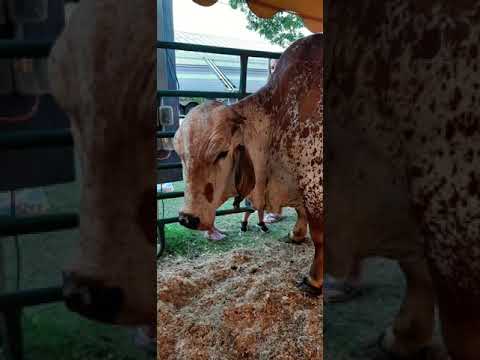 A.. brahma bull.. Walter, is my name...