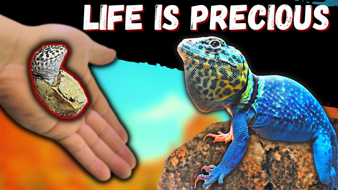 Collared Lizard Babies Are Hatching!