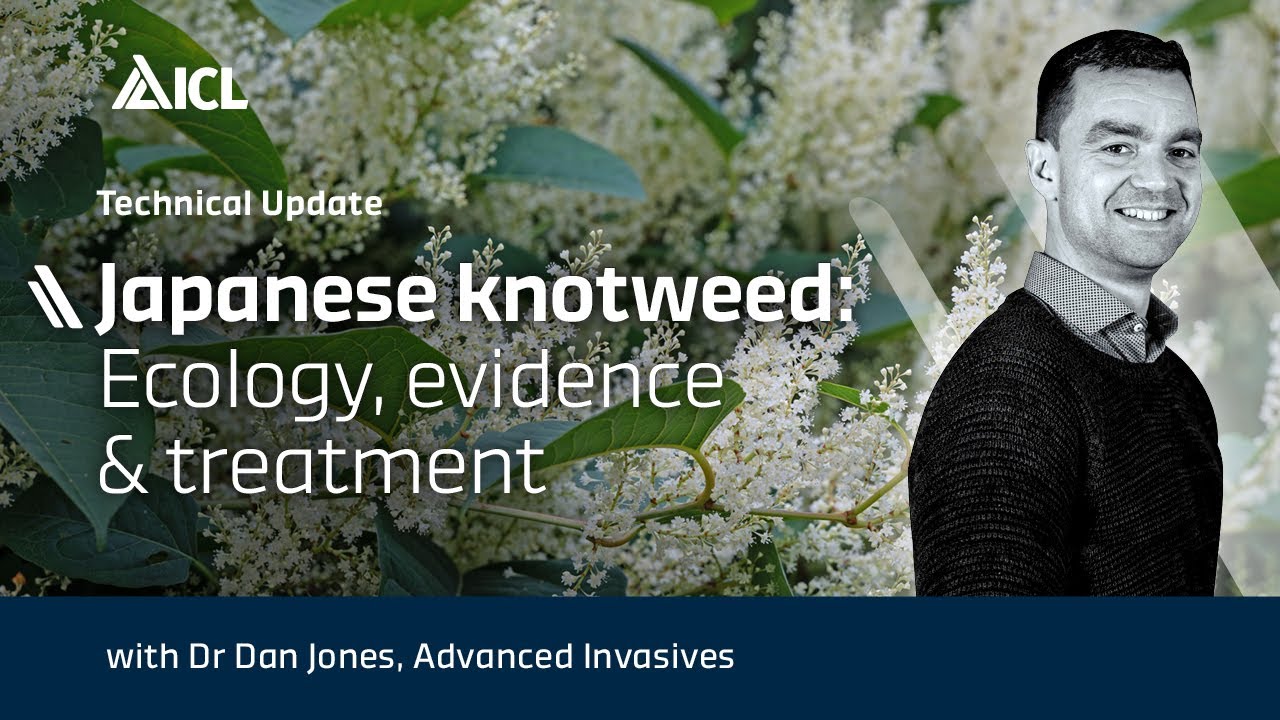 Japanese Knotweed  Ecology, Evidence & Treatment